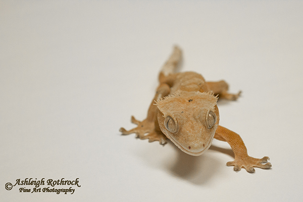 New Caledonian Crested Gecko