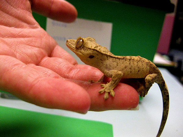 New Caledonian Crested Gecko