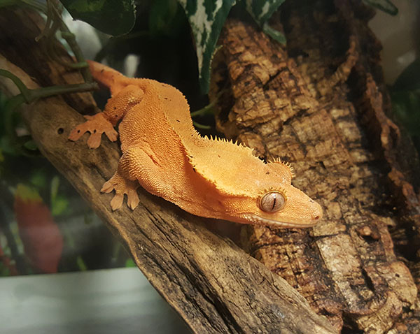 New Caledonian Crested Gecko