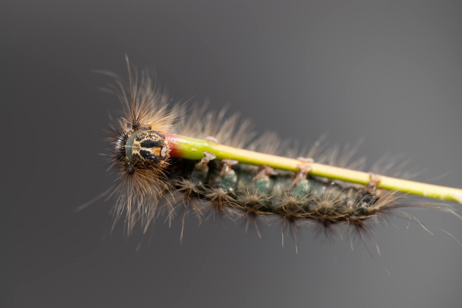 Class of 2020 Success Stories: Savanna Brown is buggy about insects