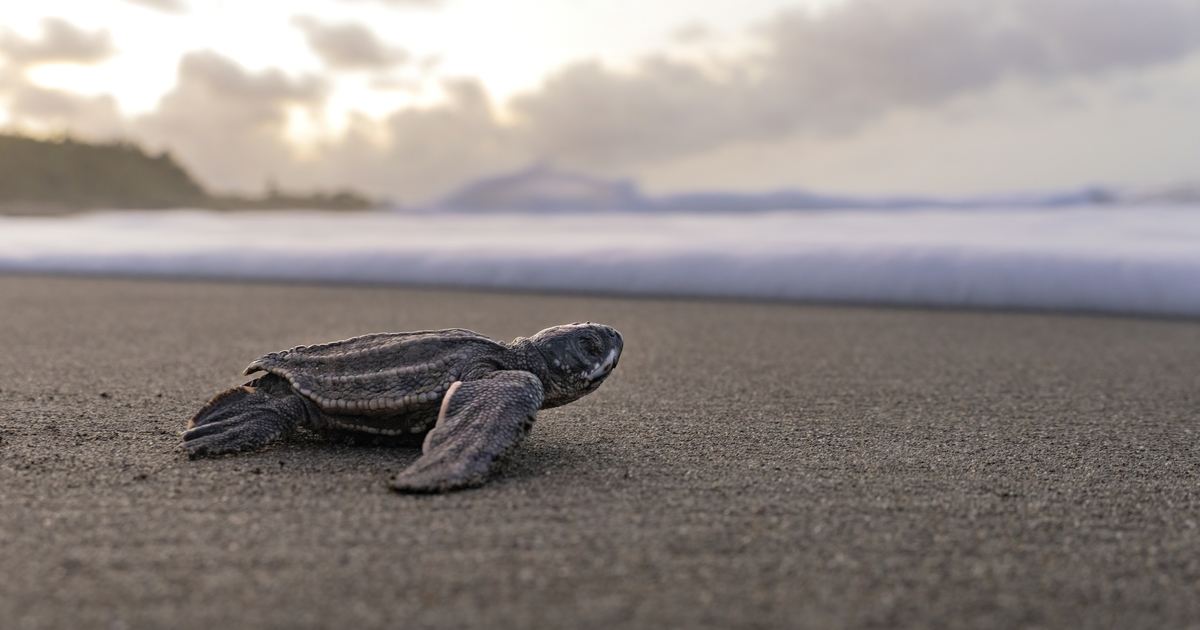 As conservation storytellers, BGSU alumni create impact through their ...