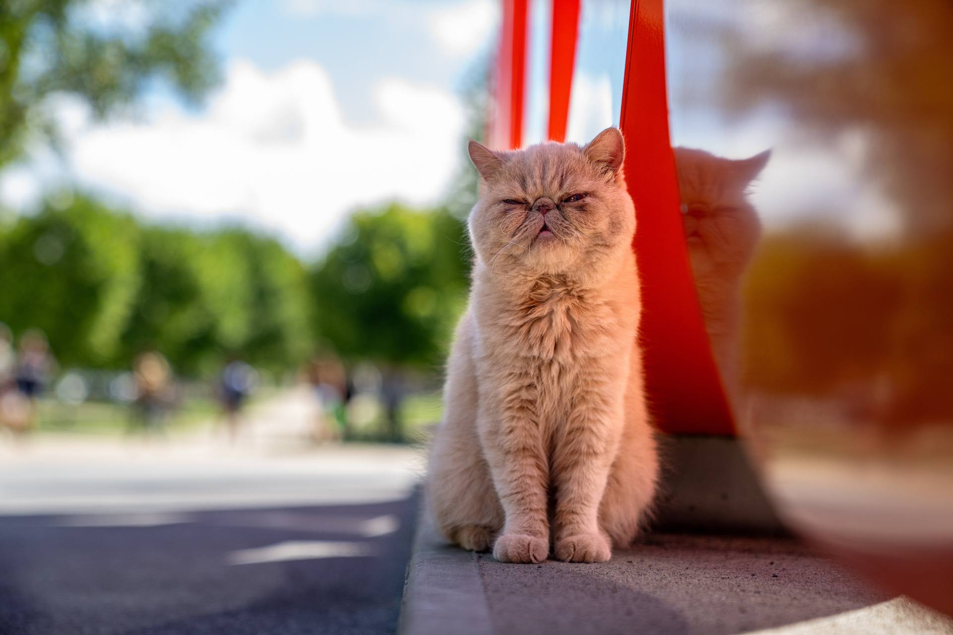 Feline frenzy at BGSU catapults Pudge the cat and George Carlson into ...