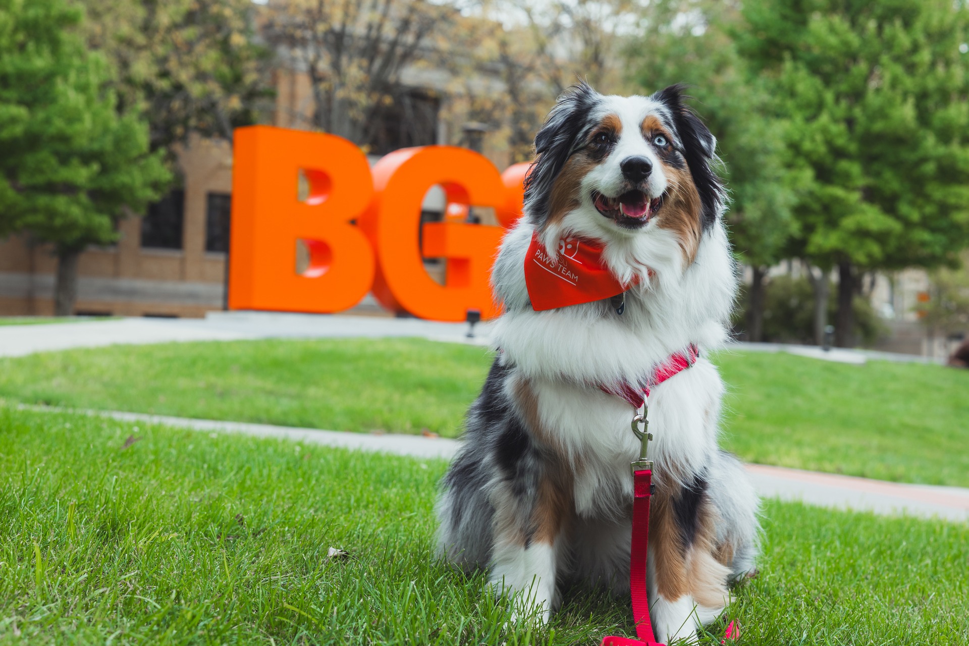 BGSU PAWS Therapy Dog Team