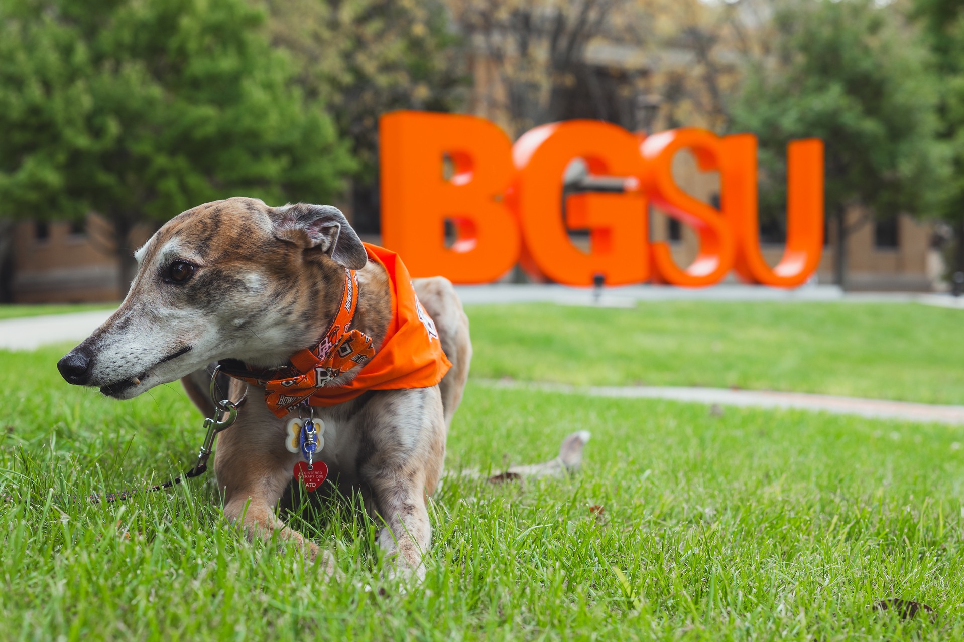 BGSU PAWS Therapy Dog Team