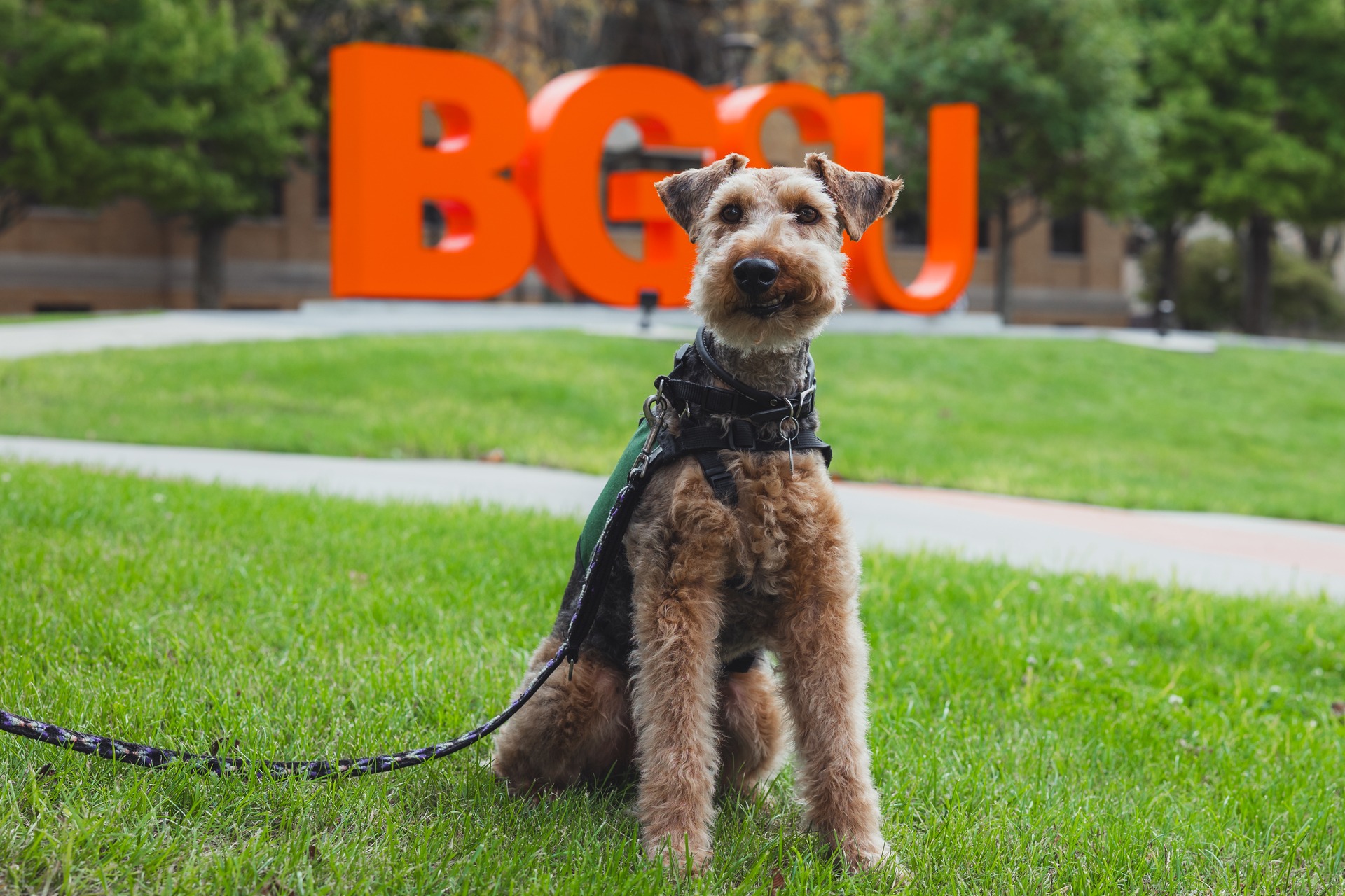 BGSU PAWS Therapy Dog Team