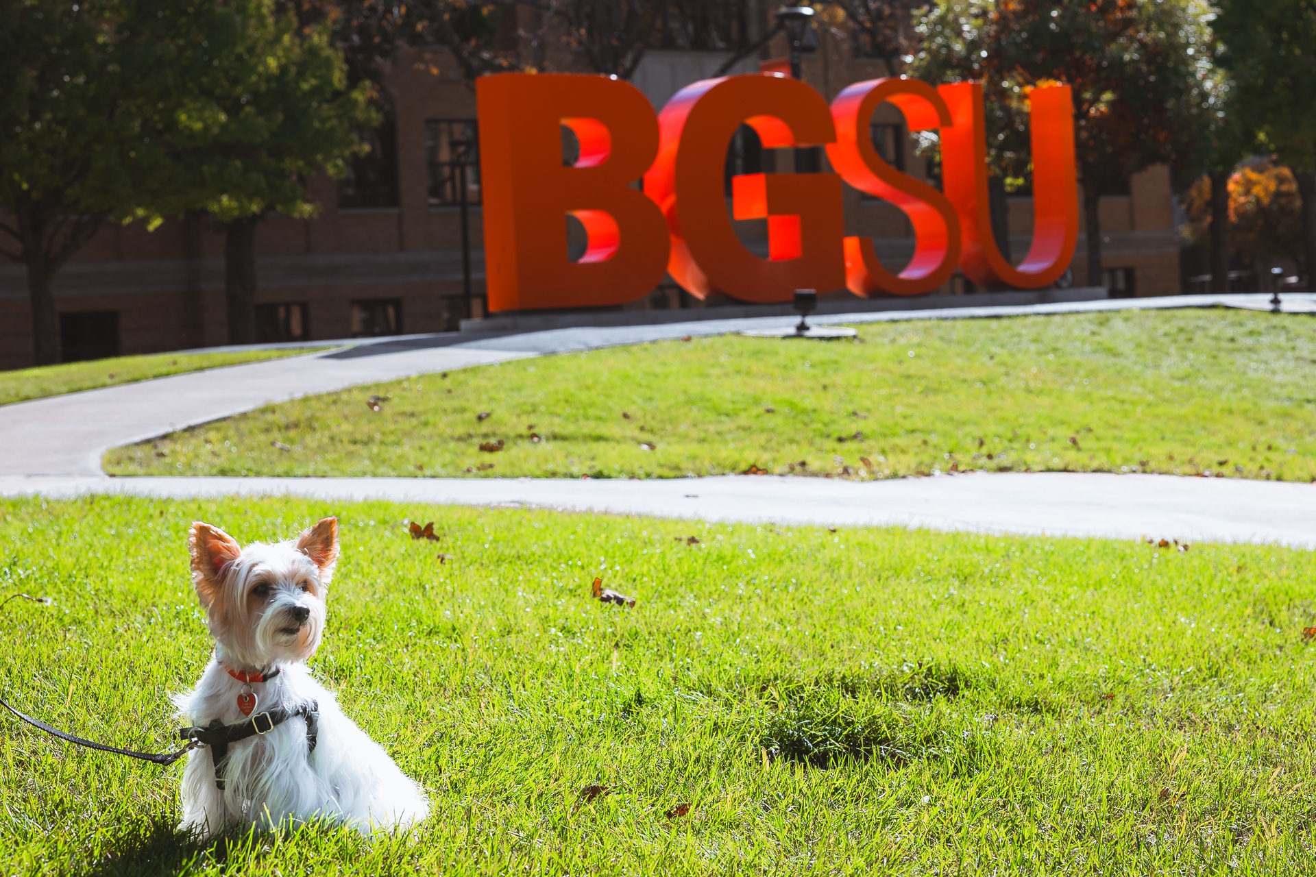 BGSU PAWS Therapy Dog Team