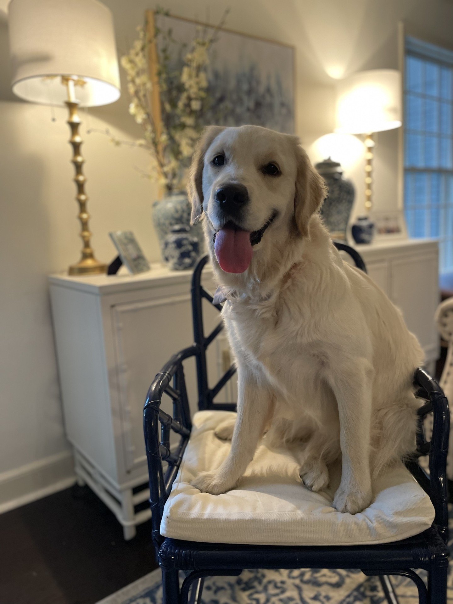 BGSU PAWS Therapy Dog Team