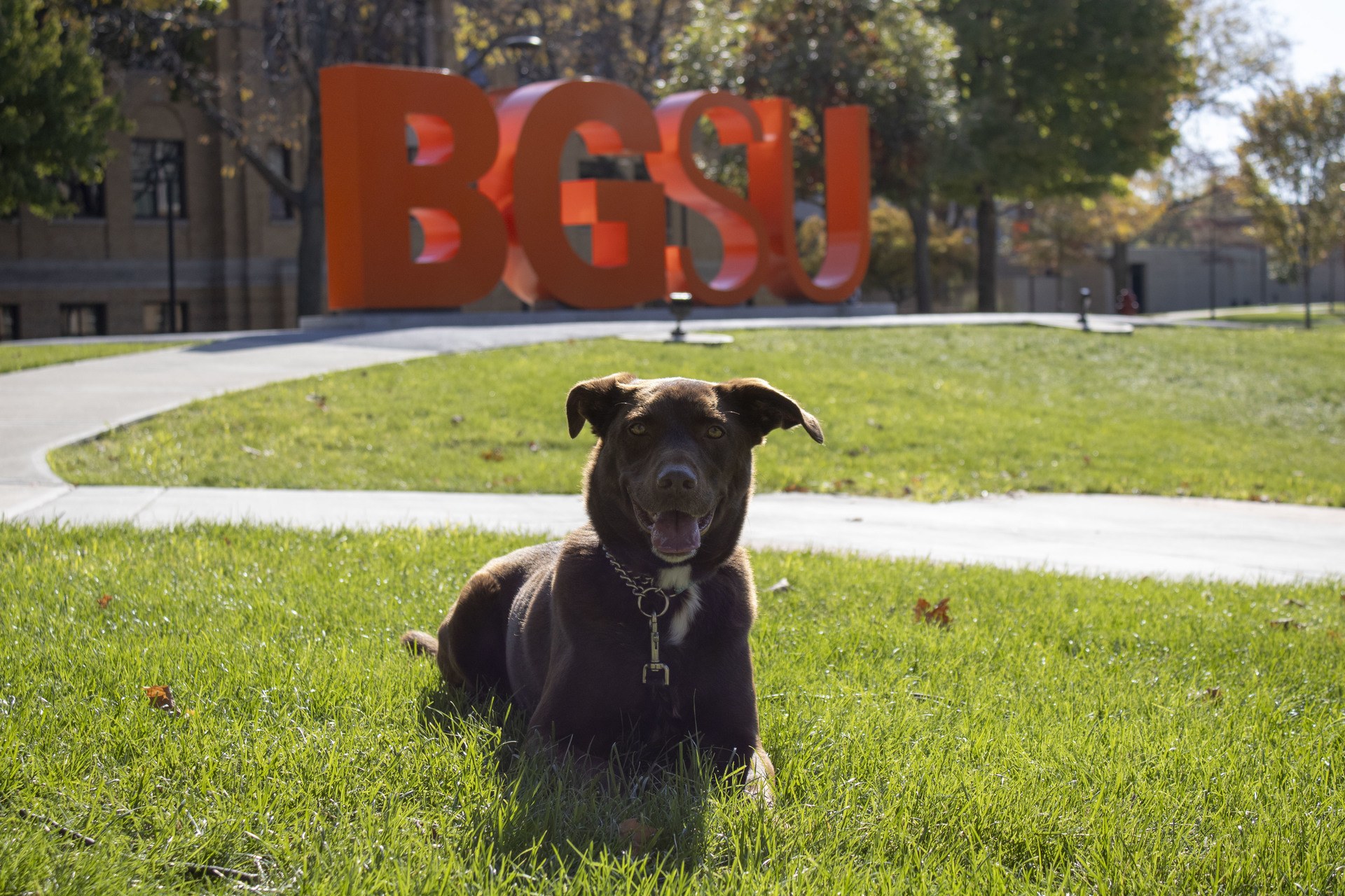 BGSU PAWS Therapy Dog Team