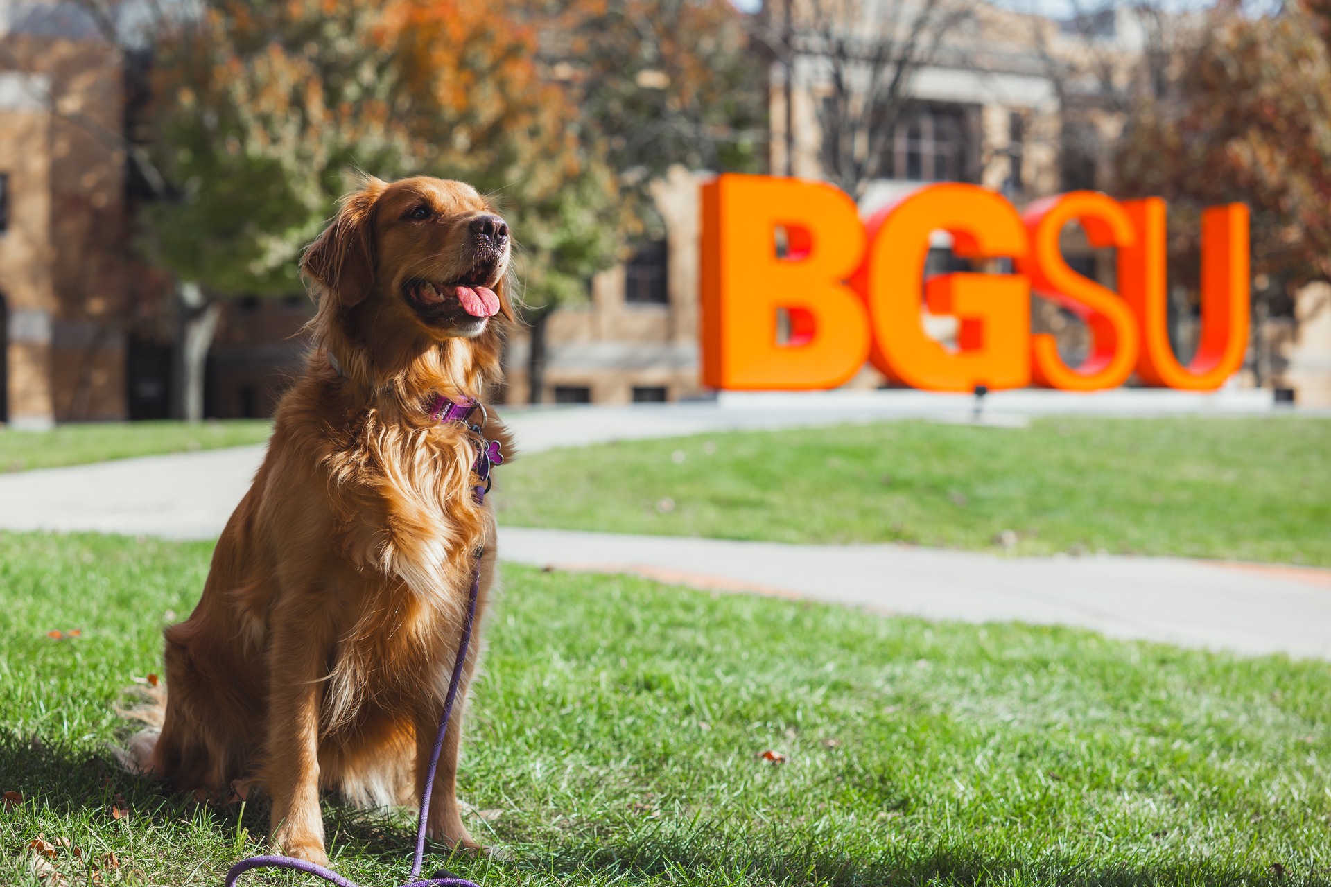 BGSU PAWS Therapy Dog Team