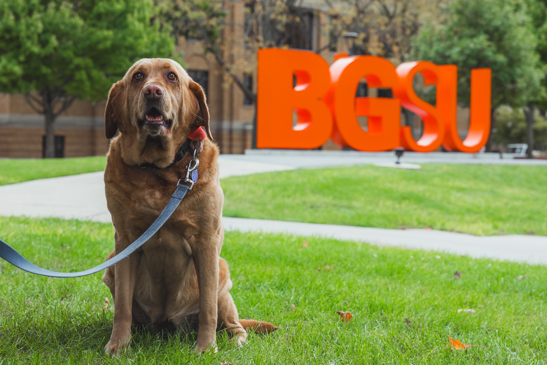 BGSU PAWS Therapy Dog Team